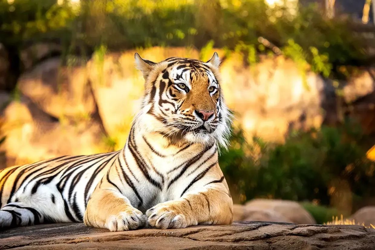 Heterodox Academy’s Statement on Governor Landry’s Demand to Punish ...